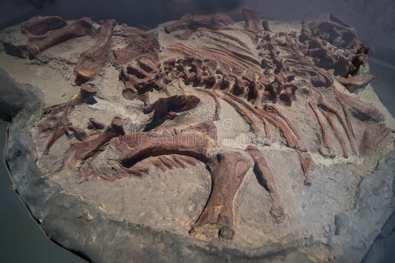 Dinosaurier-Fossilien stockbild. Bild von tyrannosaurus - 47400587