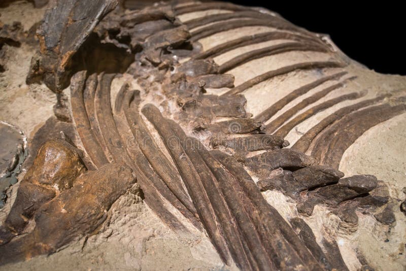 Dinosaurier-Fossilien stockfoto. Bild von tier, ausgestorben - 47400742