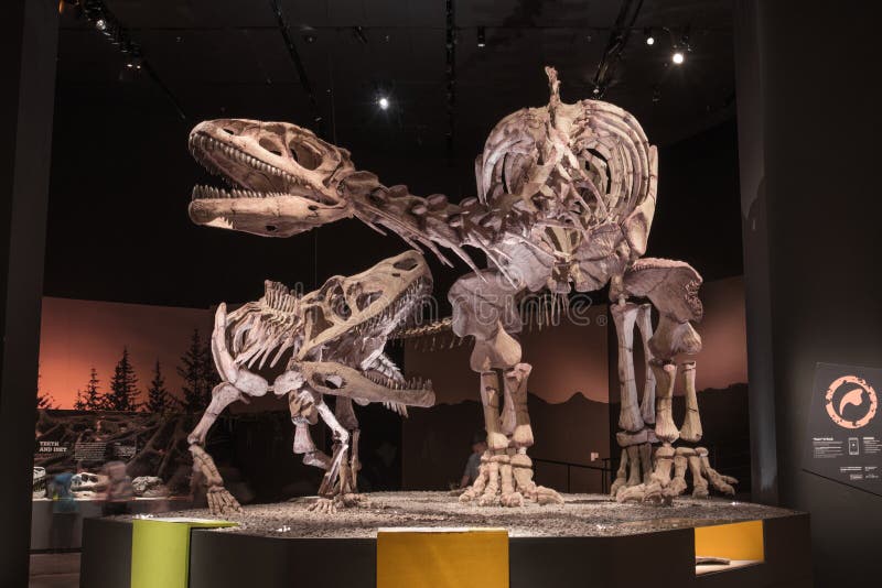 Dinosaurier-Fossilien redaktionelles foto. Bild von nachrichten - 47400836