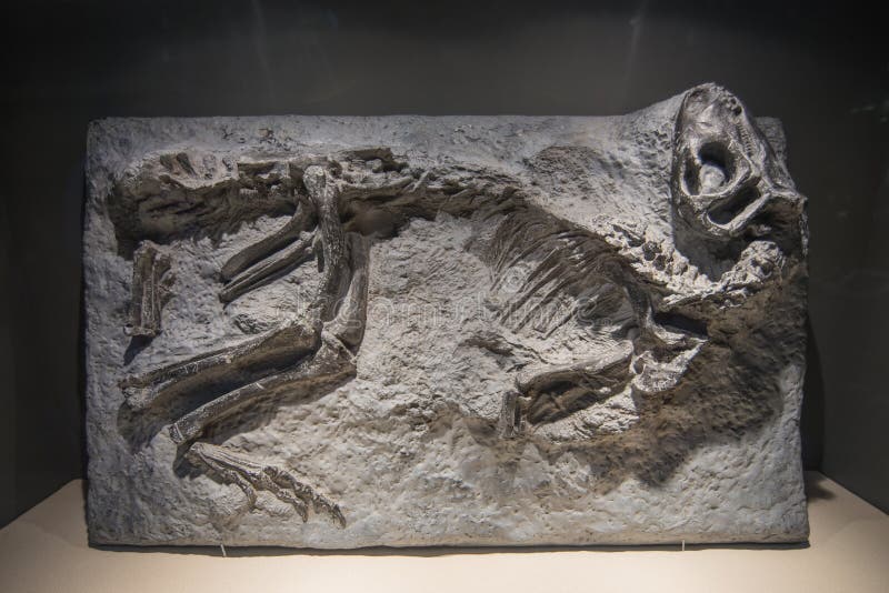 Dinosaurier-Fossilien redaktionelles bild. Bild von fossil - 47400990