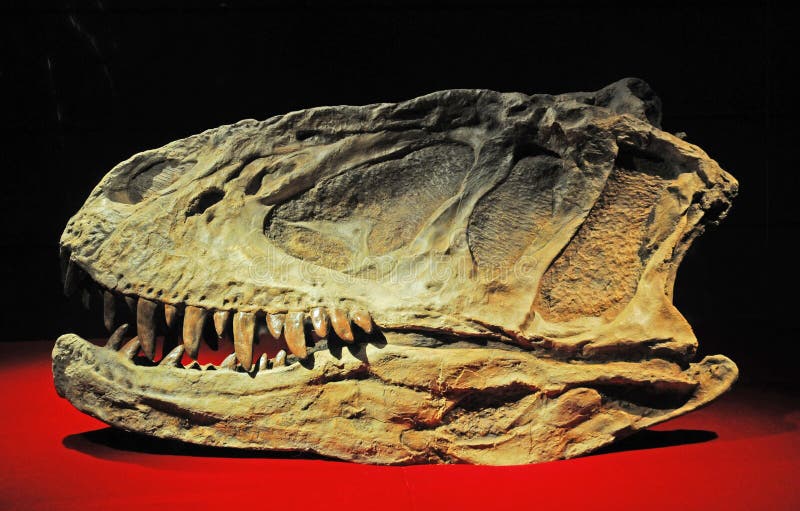 Dinosaurier-Fossilien stockbild. Bild von dinosaurier - 4897241