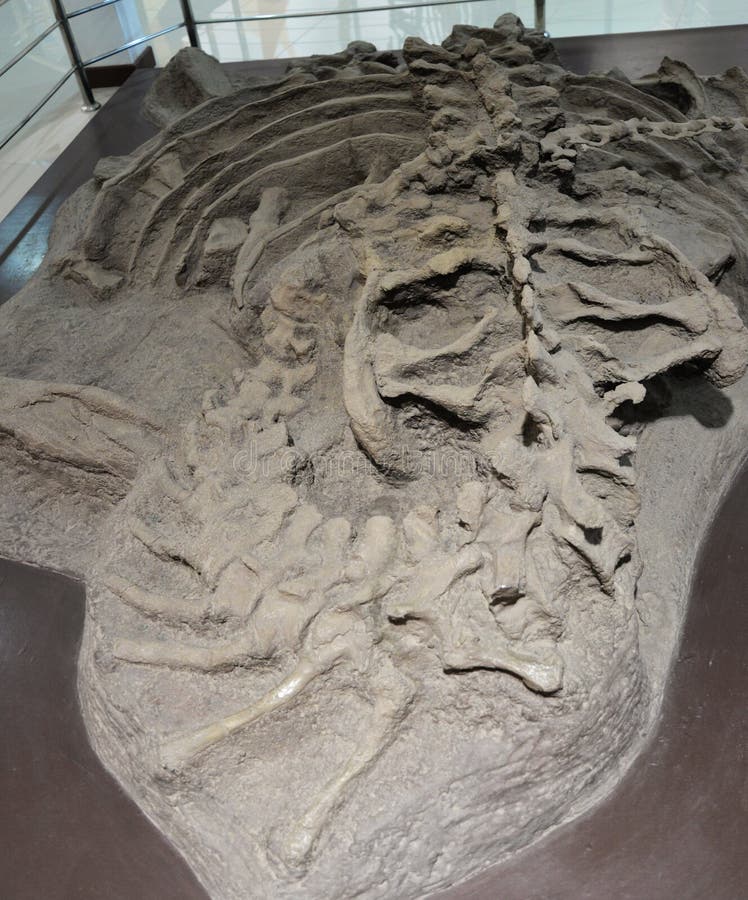 Dinosaurier-Knochen redaktionelles stockfotografie. Bild von frech ...