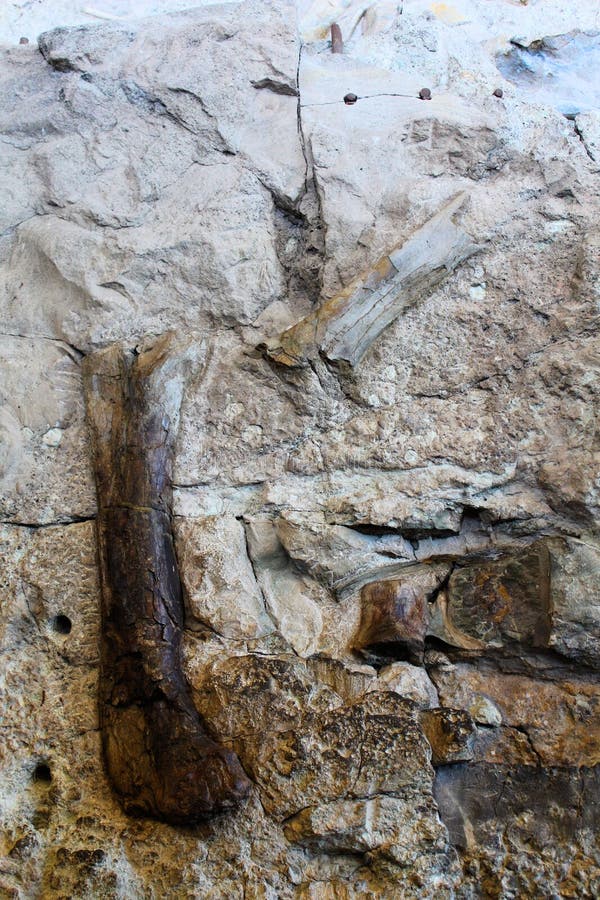Dinosaurier-Nationaldenkmalwand-Dino-Knochen Stockfoto - Bild von ...