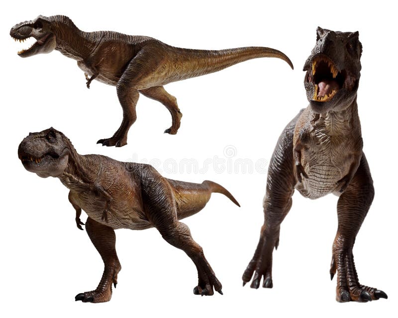 Dinosaurs 3d Rendering, Set of Tyrannosaurus Rex Isolated on White ...