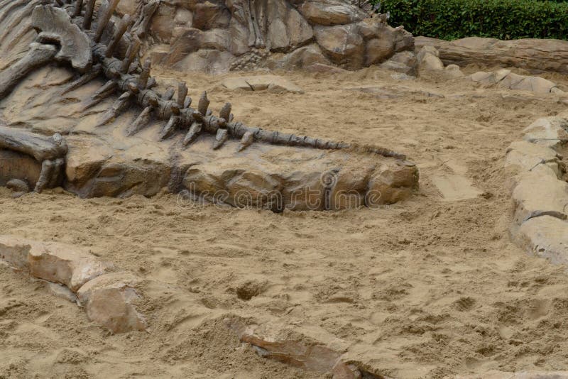 De Fossielen Van De Dinosaurus Stock Afbeelding - Afbeelding bestaande ...