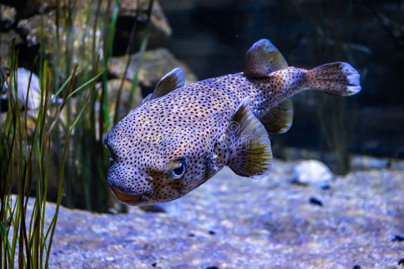 Diodon Fish at the Outer Banks NC Stock Image - Image of diodon ...