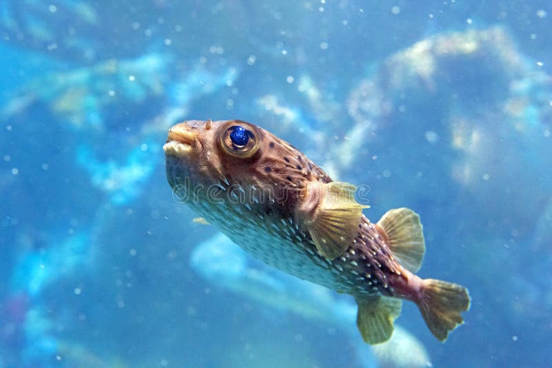 Balloon fish smiling stock photo. Image of swellfish - 122552584