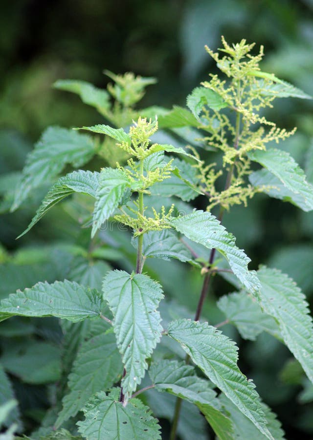 Dioecious Nettle (Urtica Dioica) Grows in Nature Stock Photo - Image of ...