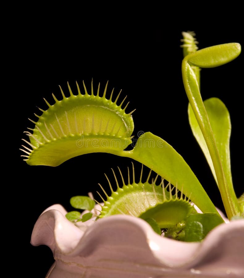 Dionaea stock image. Image of spike, catch, topic, trap - 5390543