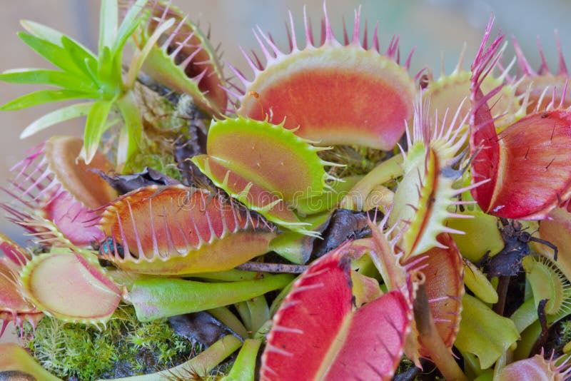 1,102 Dionaea Muscipula Stock Photos - Free & Royalty-Free Stock Photos ...