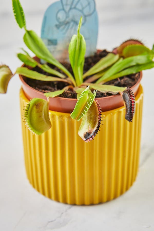 Dionaea Muscipula Venus Flytrap is Carnivorous Plant, Carnivorous Plant ...
