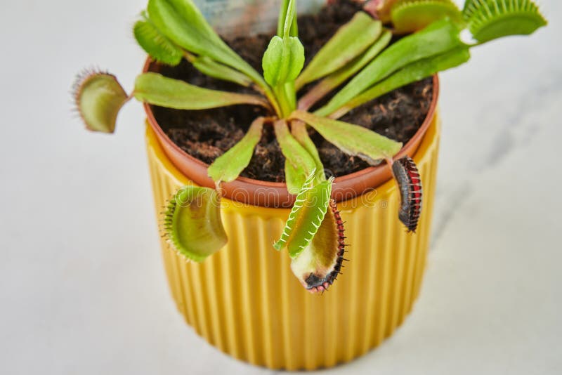 Dionaea Muscipula Venus Flytrap is Carnivorous Plant, Carnivorous Plant ...