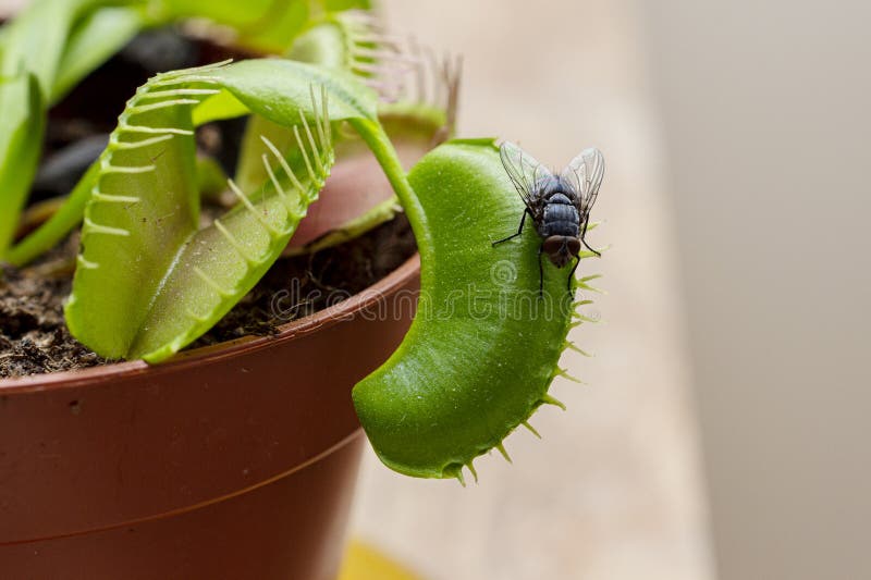Dionaea Muscipula - Venus Flytrap. a Flower that Eats Flies Stock Image ...