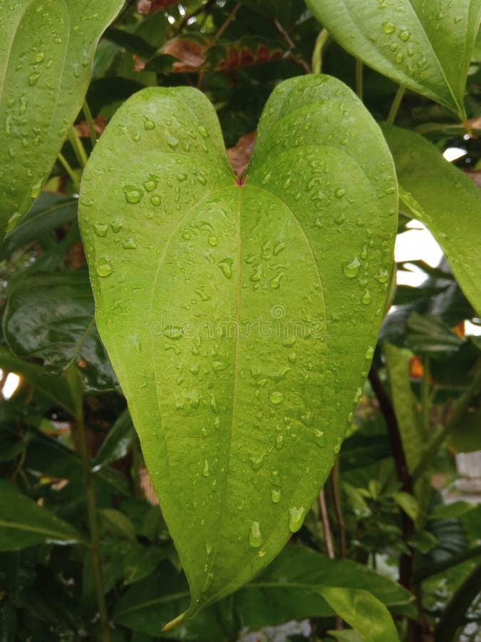 Dioscorea Oppositifolia Leaves Exposed To Water Stock Image - Image of ...