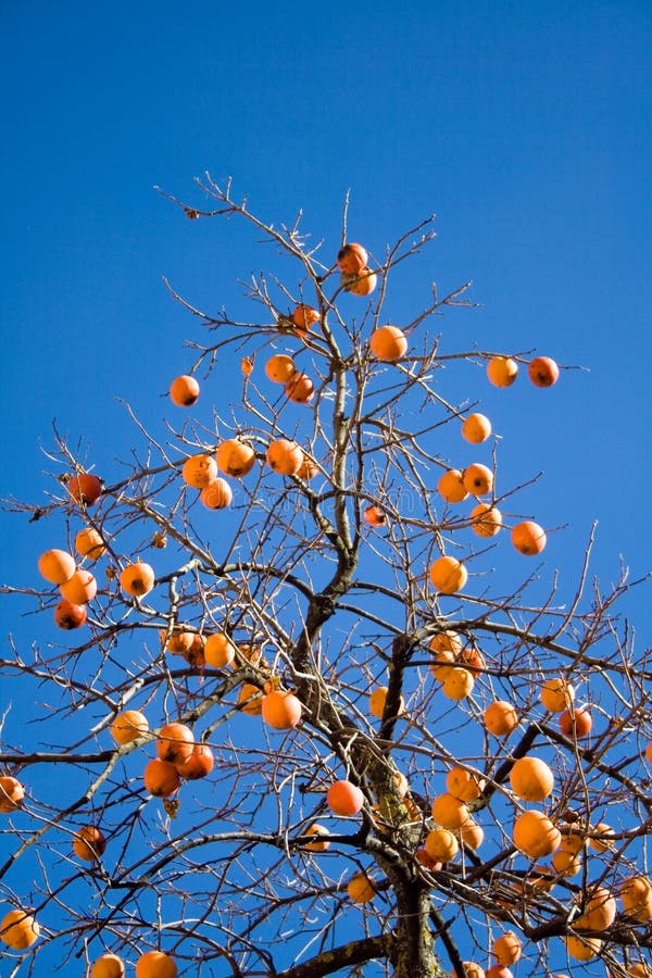 Diospiros tree stock photo. Image of vegetables, italy - 17118040