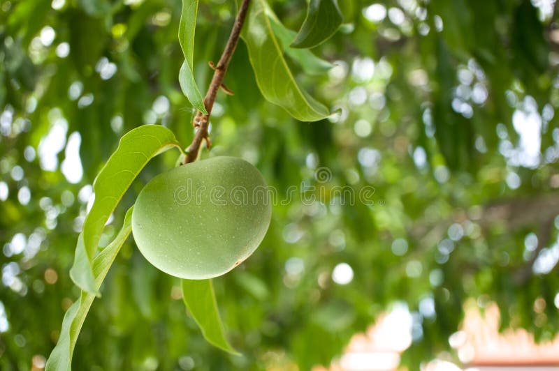 Diospyros decandra Lour. stock photo. Image of food, lour - 32648796