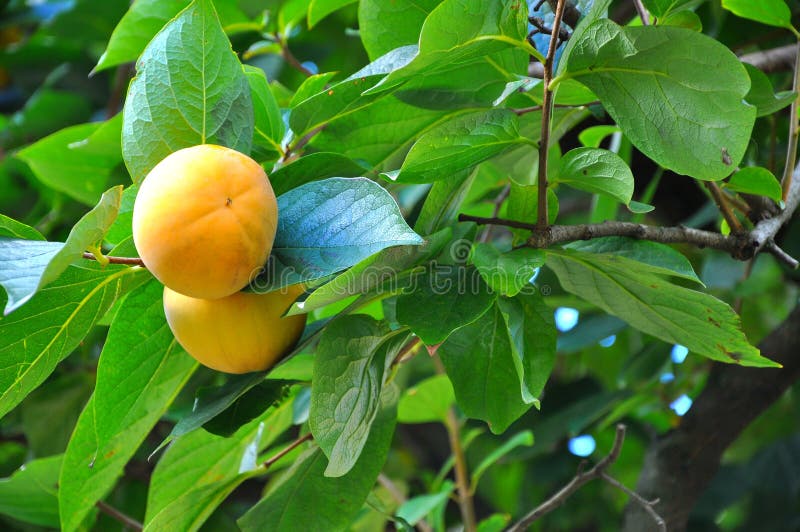 Kaki tree stock image. Image of diospyros, crop, fruit - 1578291