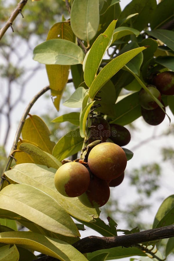 Diospyros Malabarica, the Gaub Tree, Malabar Ebony, Black-and-white ...