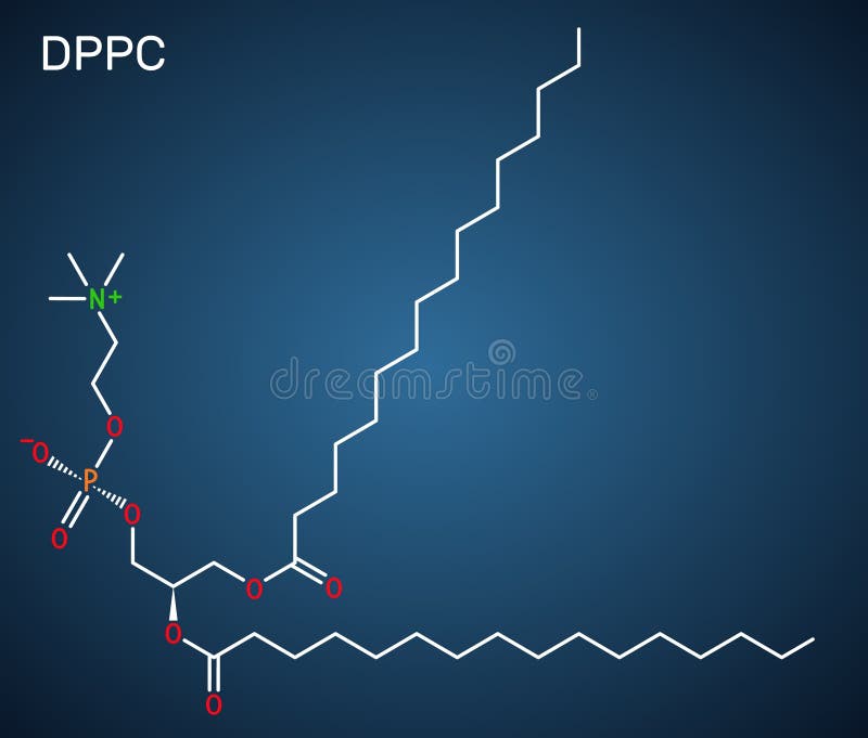 Phospholipid Vector Stock Illustrations – 255 Phospholipid Vector Stock ...