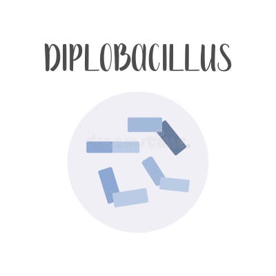 Diplobacillus. Bacteria Classification. Rod-shaped Shapes of Bacteria ...