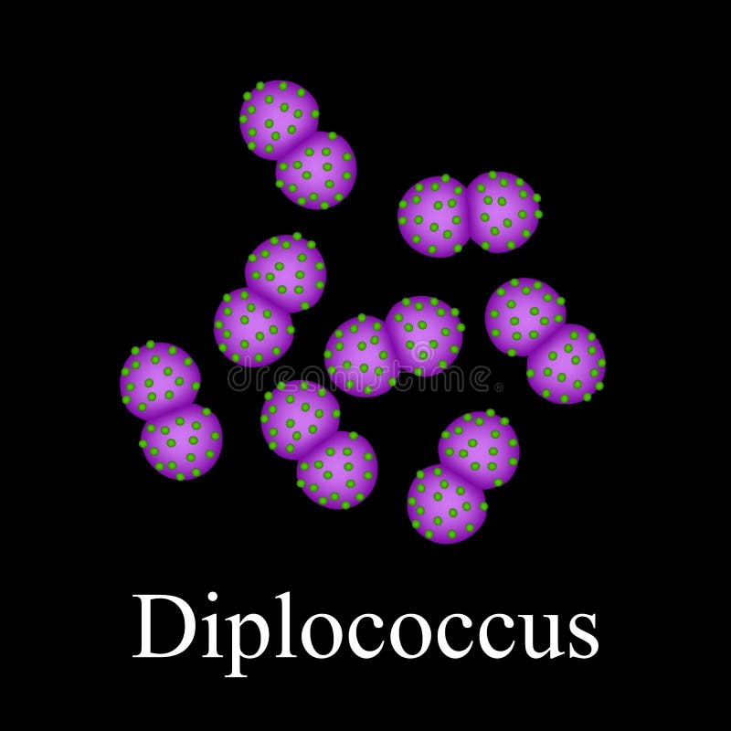 Diplococci Structure. Bacteria Diplococcus. Infographics Stock Vector ...
