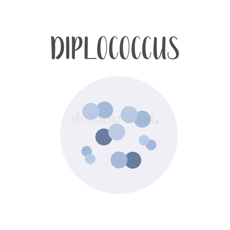 Staphylococcus. Bacteria Classification. Spherical Shapes of Bacteria ...