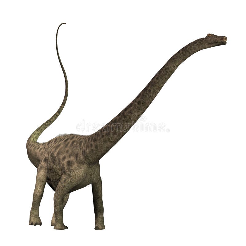Diplodocus Dinosaur Full Skeleton Photo-realistc Rendering. Perspective ...