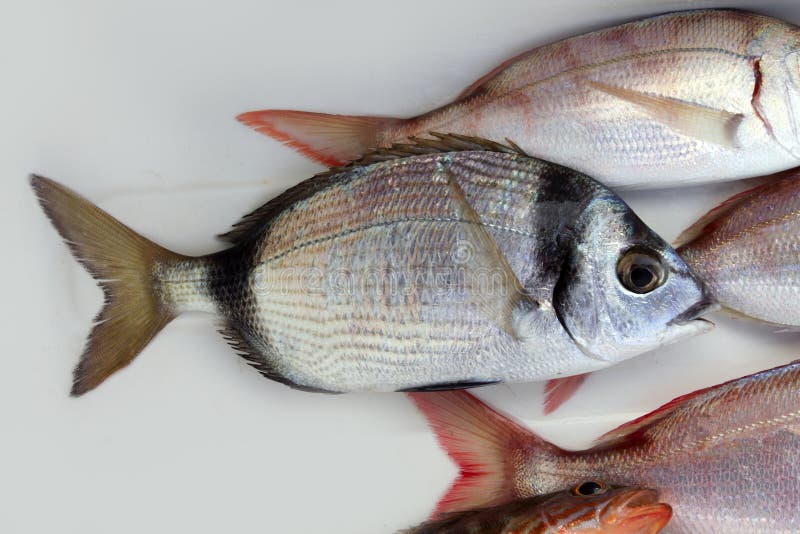 Diplodus Vulgaris Fish Two Band Bream Stock Image - Image of fish ...