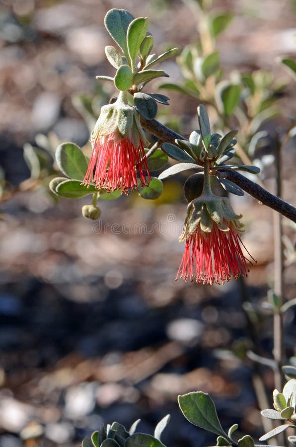 Australian Native Wild Rose Wildflowers, Diplolaena Mollis Stock Photo ...