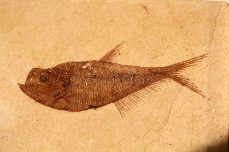 Diplomystus Fossil Fish stock image. Image of nature - 74417981