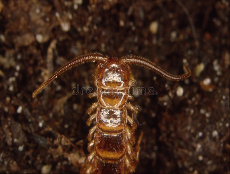 379 Forest Floor Insects Stock Photos - Free & Royalty-Free Stock ...