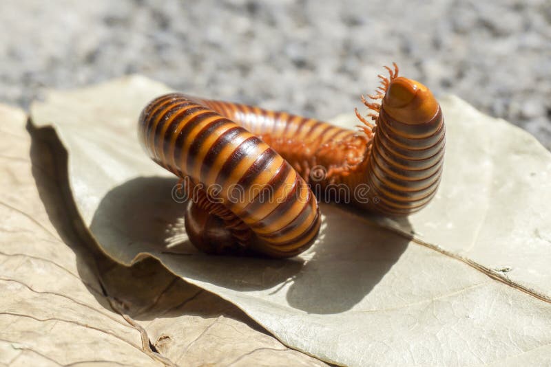 Diplopoda stock image. Image of yellow, background, phylum - 217253765