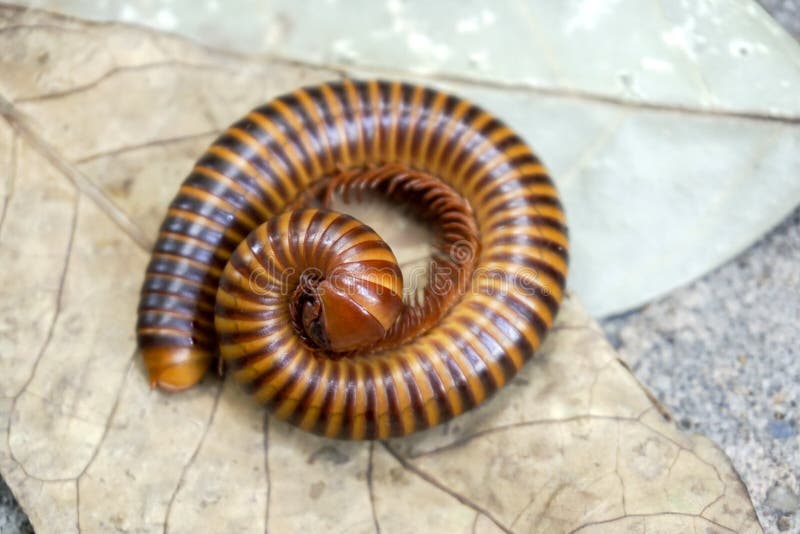 Diplopoda stock image. Image of white, arthropoda, isolated - 217253913