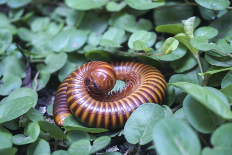 Diplopoda stock photo. Image of phylum, animal, brown - 219502410