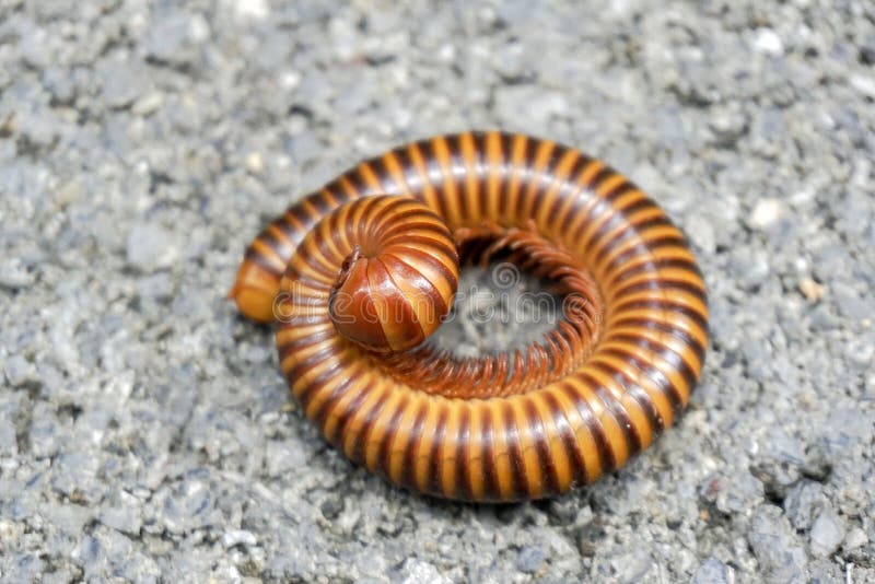 Diplopoda stock image. Image of green, white, outdoor - 217254287