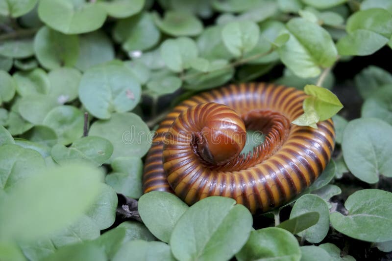 Diplopoda stock image. Image of millipede, background - 219501739