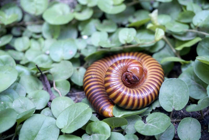 Diplopoda stock photo. Image of yellow, millipede, outdoor - 219502022