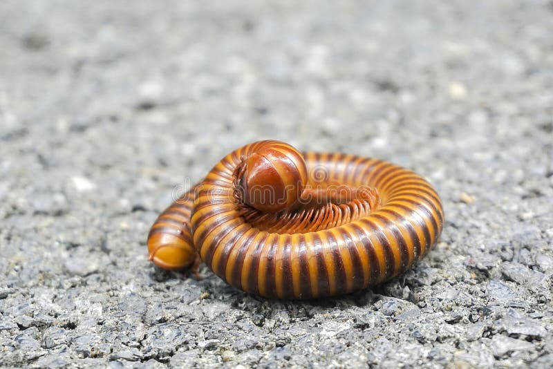 Diplopoda stock photo. Image of phylum, animal, brown - 219502410