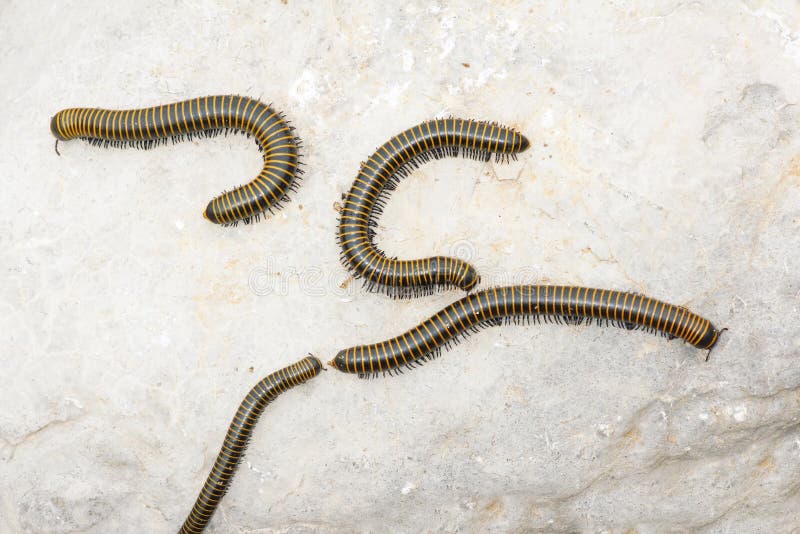 Diplopods stock photo. Image of insect, animal, animals - 41919396