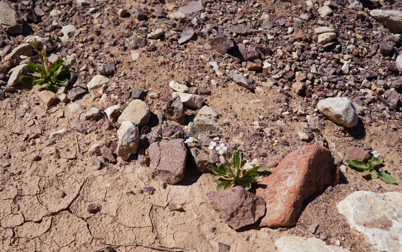 Diplotaxis Acris or Desert Rocket in Bloom in Arava Desert, Selective ...