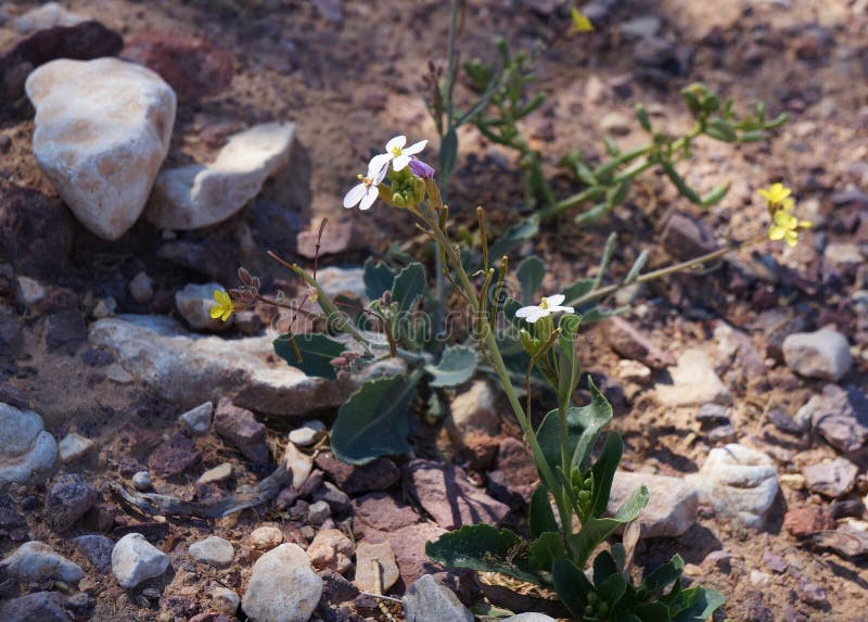 Diplotaxis Acris or Desert Rocket in Bloom in Arava Desert, Selective ...