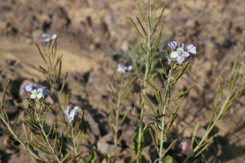 Desert Rocket Diplotaxis Acris Specimen in Bloom Near Sde Boker Israel ...