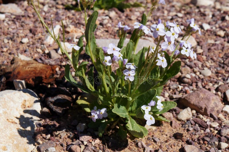 Diplotaxis Acris or Desert Rocket in Bloom in Arava Desert, Focus on a ...