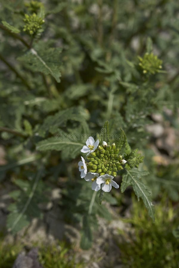 Diplotaxis Erucoides Plants Stock Image - Image of plants, outdoor ...