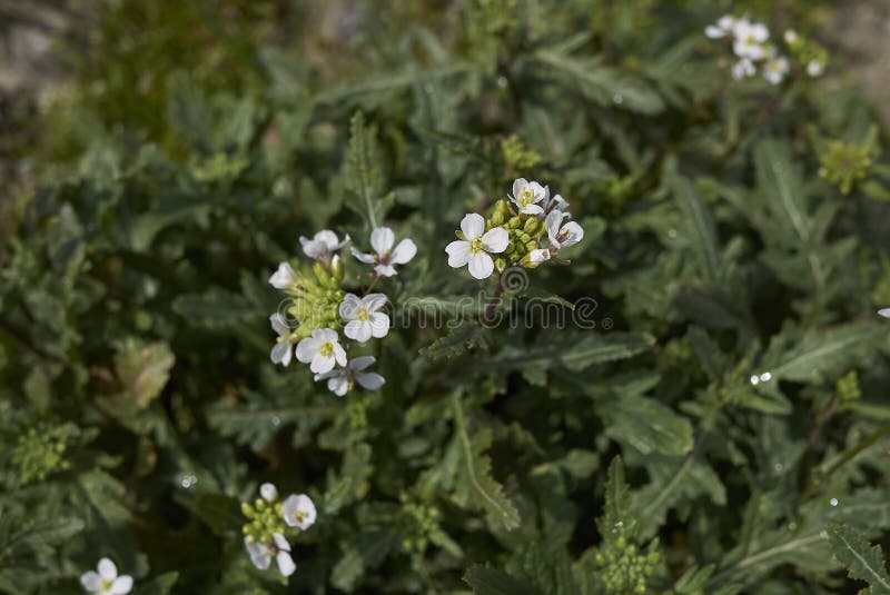 Diplotaxis Erucoides Plants Stock Image - Image of green, meadow: 115684805