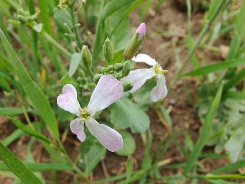 Diplotaxis Erucoides, the White Wallrocket or Pink Mustard Stock Image ...