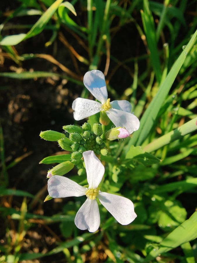 Diplotaxis Erucoides, the White Wallrocket or Pink Mustard Stock Image ...