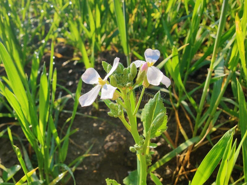 Diplotaxis Erucoides, the White Wallrocket or Pink Mustard Stock Photo ...