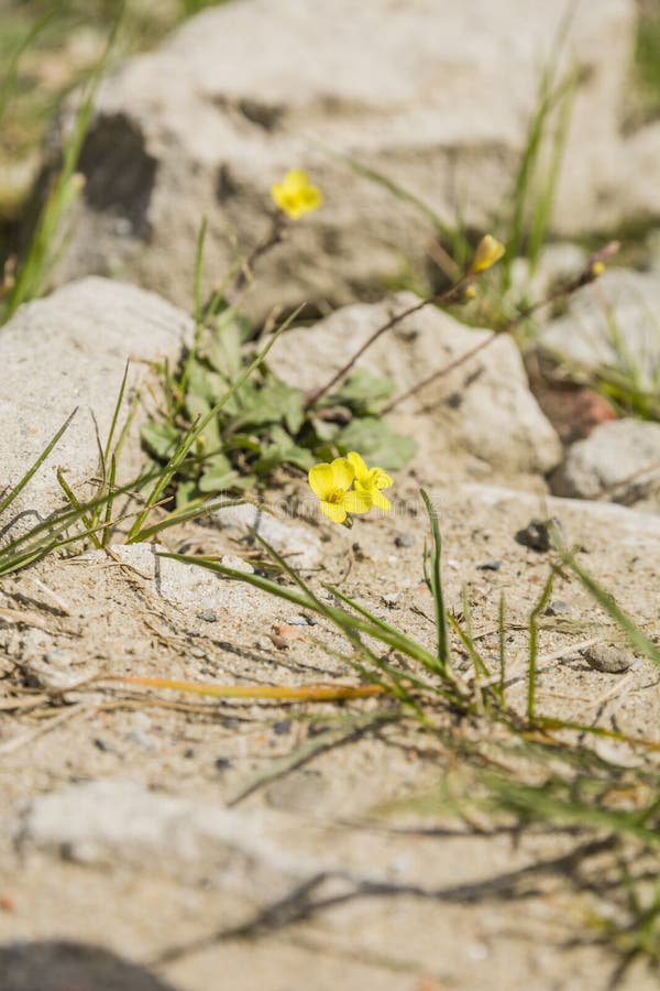 Diplotaxis Muralis - Wild Flower Stock Photo - Image of closeup, macro ...