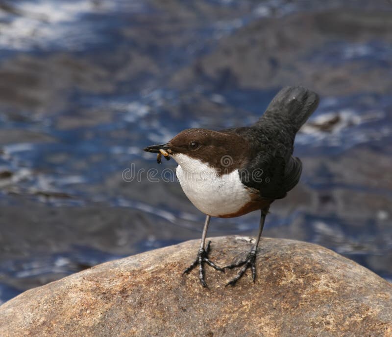 Dipper on Rock by River in Scotland Stock Photo - Image of river ...